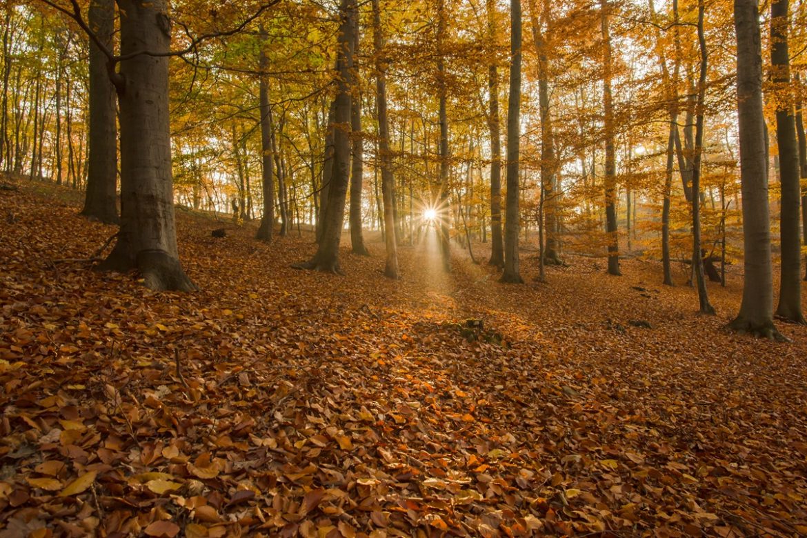 Winterliche Entdeckungsreise in der Pfalz - Ein Wochenende im Landidyll ...